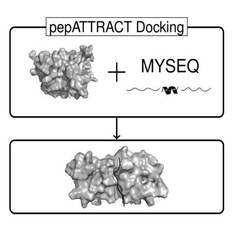 Cipsm Fully Blind Peptide Protein Docking With Pepattract
