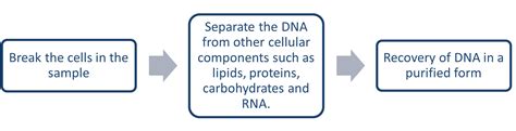 Biotech Notes Dna Isolation What Why And How