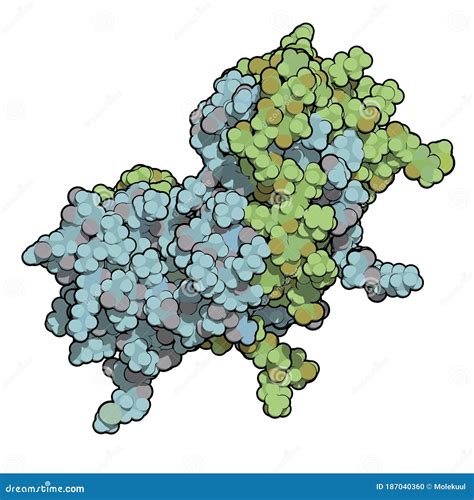Structure Of The Recombinant Human Interferon Gamma Tetramer Stock Image
