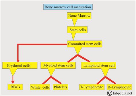 Bone Marrow Aspiration And Trephine Biopsy Myeloerthyropoeisis Part 1