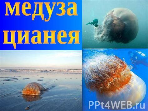 Презентация на тему Медузы 4 класс скачать бесплатно презентации по Биологии