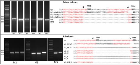 Screening Of The Crispr Cas Induced Genome Editing In T Pseudonana Download Scientific Diagram
