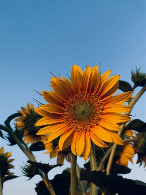 해바라기 선택적 초점 사진 · 무료 스톡 사진