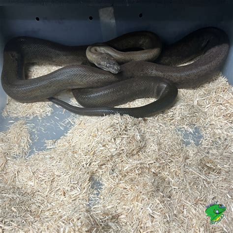 Pythons Strictly Reptiles