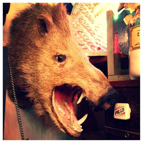 Taxidermy Dolly Python