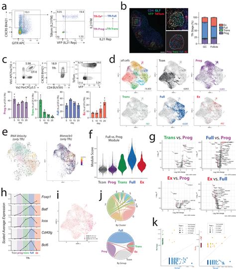 Stepwise Differentiation Of Effector Tfh Cells Is Driven By Download Scientific Diagram