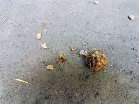 How Do Wasps Communicate