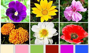 5000 Hd Flowers Pictures With Detailed Information