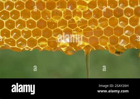 Honey Dripping From Honey Comb On Nature Background Close Up Fresh