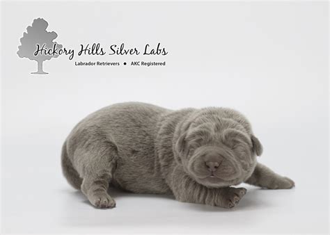 River And Huck Litter December 2022 Hickory Hills Silver Labs Washington Indiana