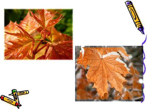 Лиственные и хвойные деревья окружающий мир 1 класс по учебнику А А Плешакова скачать презентацию