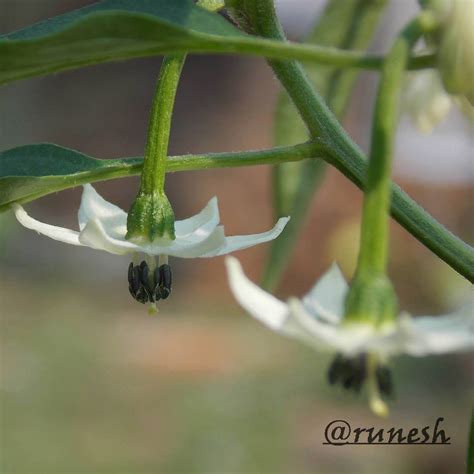 Aruneshs Photography