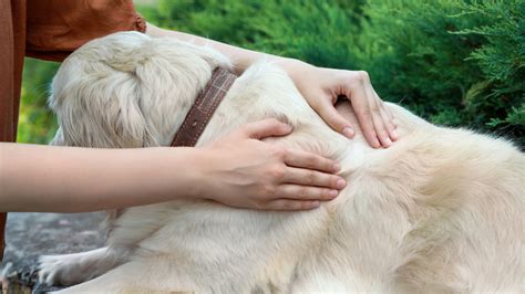 Be Careful Of This Type Of Grass If You Own Pets