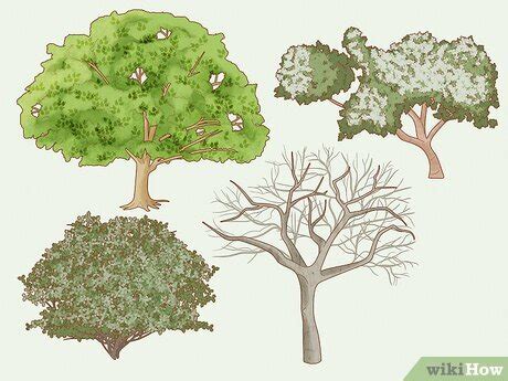 How To Identify Oak Trees Their Parts COmplete Guide