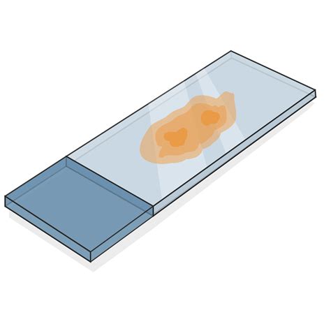 2d Ffpe Ihc Imaging Vs Tru3d And Clarity Fov Clearlight Biotechnologies