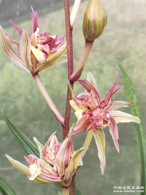 兰花红凤兰花绿云兰花水晶红素大山谷图库