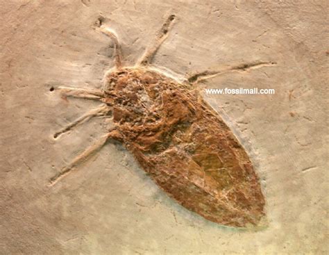 Bug Fossils