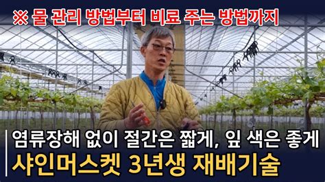 샤인머스켓 3년차 재배방법 흐린 날 물관리·비료관리법 샤인머스켓이 건강하게 자랍니다 Youtube