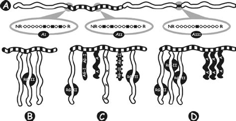 Schematic Representation Of Macromolecular Structures Of Pectin Which