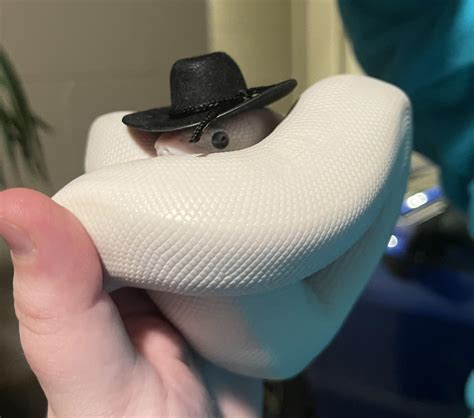 Python John 🤠 Rsnakeswithhats