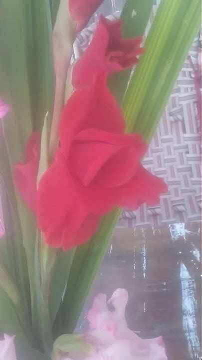 დილა მშვიდობისა Youtube