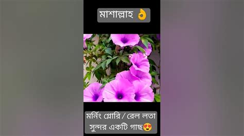 মর্নিং গ্লোরি বা রেল লতা গাছ😍 Youtube