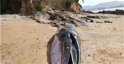 국립수산과학원 국내 최초 ‘보리고래 해부 연구