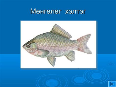 загасны дотоод бүтэц Ppt