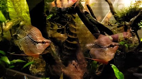 쫍쫍 Treeborn Twitter