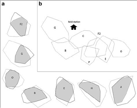 minimum convex polygons mcp calculated from 55 locations for each