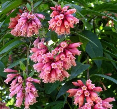 Cestrum Elegans Smithii Pink Cestrum 10 Seeds Etsy