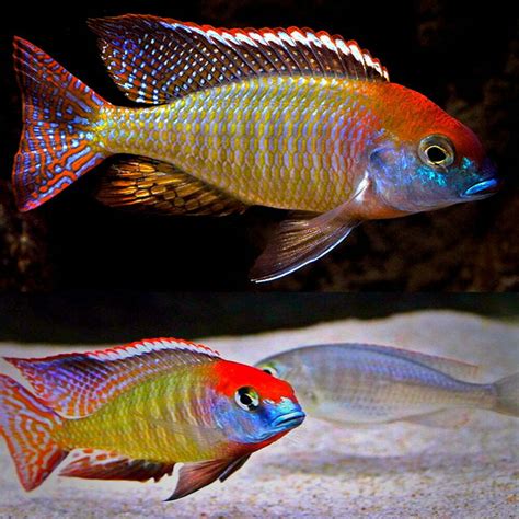Rare Red Cap Itungi Lethrinop Cichlid Roxy Aquarium