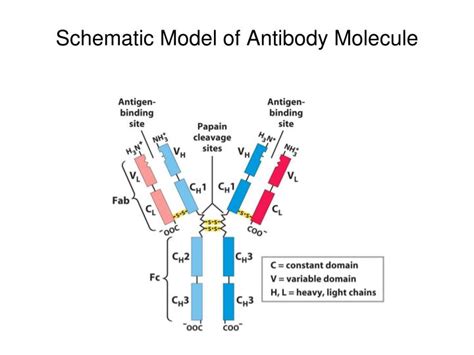 Ppt Protein Function And Evolution Powerpoint Presentation Id3207341