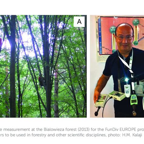 Chlorophyll A Fluorescence Measurements In Stress Detection In Woody Download Scientific