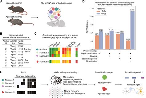 CellBiAge Improved Single Cell Age Classification Using Data Binarization Cell Reports