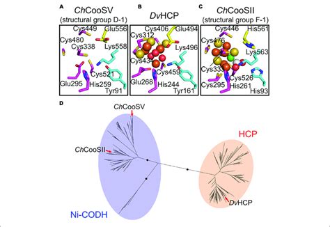 Structural And Phylogenetic Relationships Of The Catalytic Sites Download Scientific Diagram