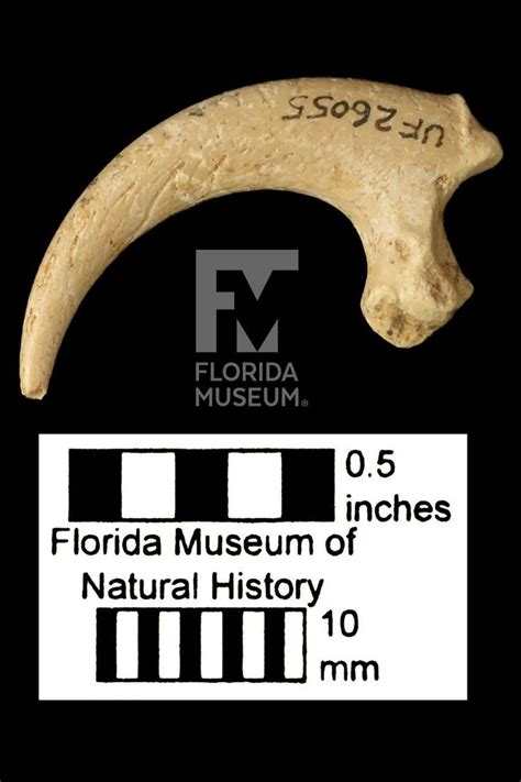 Fossil Vertebrate Identification For Calvert Cliffs Artofit