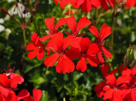 Pelargoniums Geraniums Care Guide How To Grow Them Diy Garden