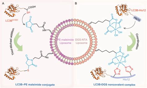 Full Article Atg8 Pe Protein Based In Vitro Biochemical Approaches To