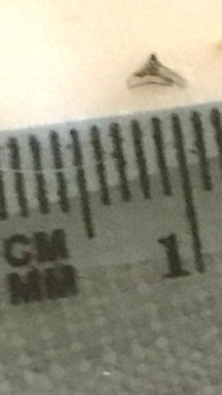 Miniscule Flying Biting Bug With Lasting Aftermath Bugguide Net