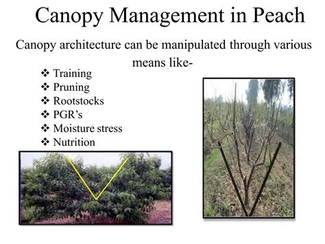 Canopy Management And Rejuvenation In Fruit Cropspptx