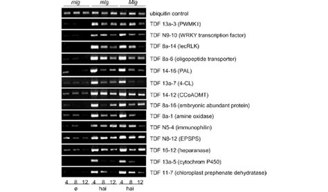 Expression Pattern Of 14 Bgh Induced Genes Rna Was Isolated 4 8 And Download Scientific