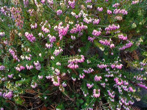Erica Carnea Planter Et Entretenir Ooreka