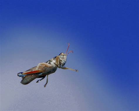 Grasshopper Shutterbug Grasshopper Shutterbug