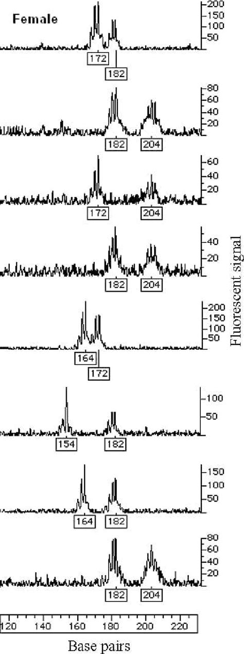 Electropherogram Of Genotypes At One Locus Eufa19 For One Plestiodon Download Scientific