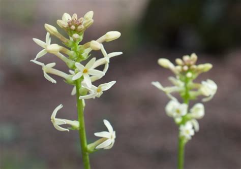 Creamy Stackhousia Flowering • Flinders Ranges Field Naturalists