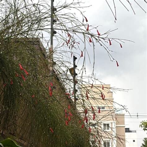 Estalar Os Dedos Faz Mal Ortopedista Explica