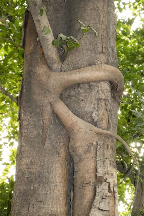 Bizarre Tree Branch Looks Like Having Sex Stock Image Image Of Bizarre Background 176339623