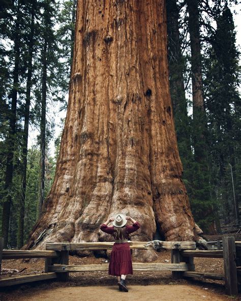 Directions To General Sherman Tree Kqziq