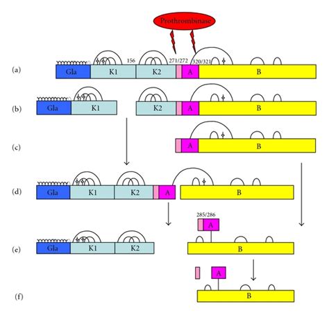 Activation Of Thrombin By The Prothrombinase Complex Reviewed In 4